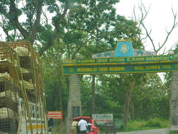 முதுமலை தேசியப் பூங்கா | Mudumalai National Park - Tamil Nativeplanet