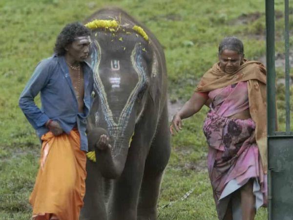 ஆஸ்கார் விருது பெற்ற தமிழக யானைகளின் குறும்படம் – யானைகளைக் காண ...