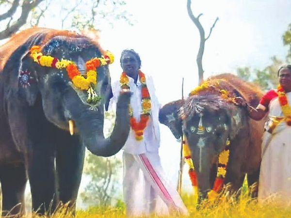 ஆஸ்கார் விருது பெற்ற தமிழக யானைகளின் குறும்படம் – யானைகளைக் காண ...