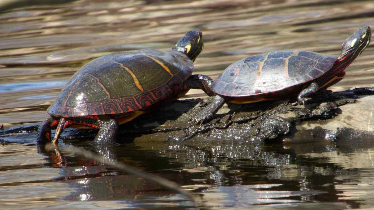 சென்னை கடற்கரைகளில் ஏறக்குறைய 25,000 ஆமை குஞ்சுகள் – கடலுக்குள் செல்வதை ...